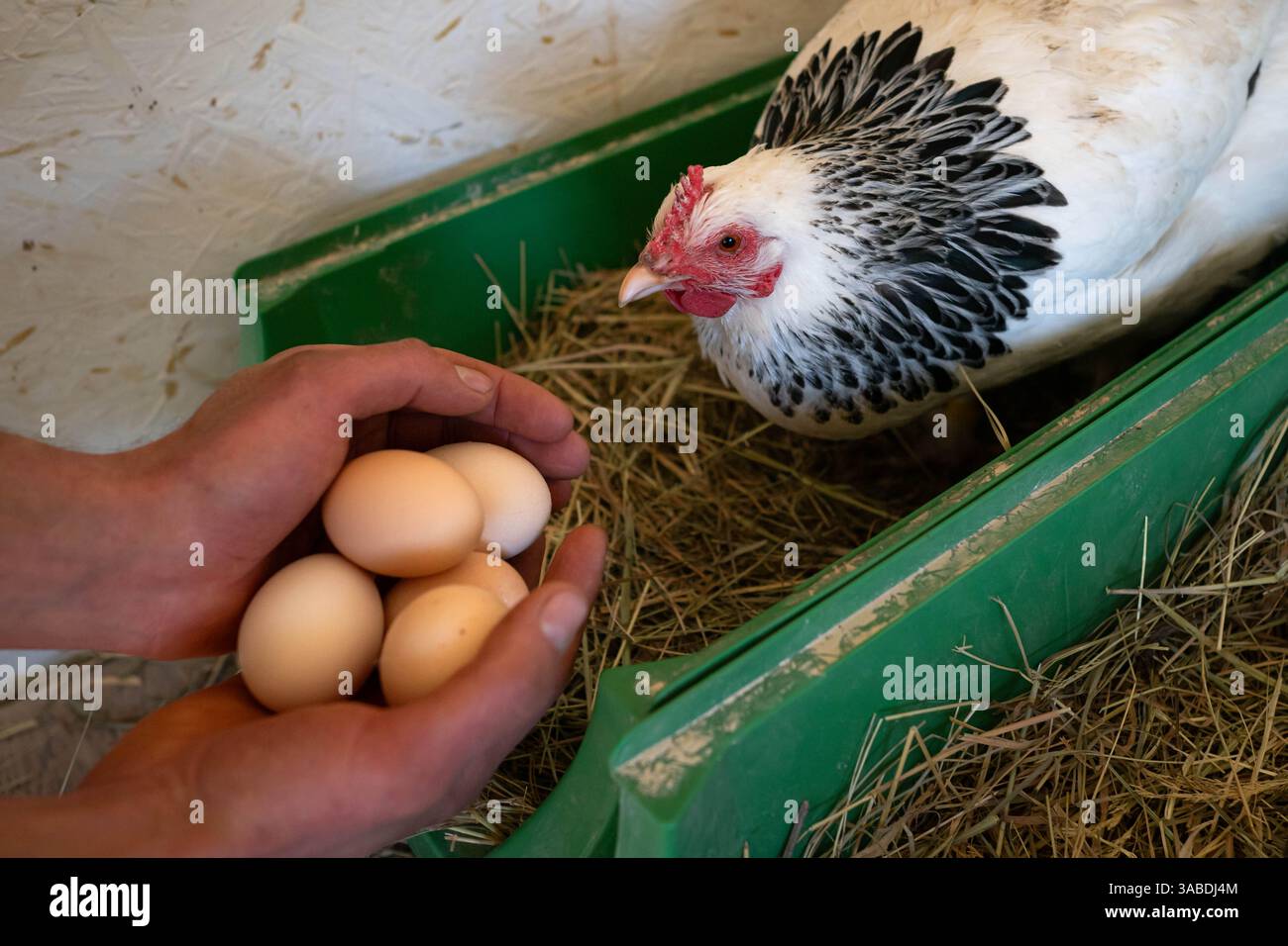 Holste, Germany. 27th Mar, 2025. Axel Duensing collects the eggs from ...