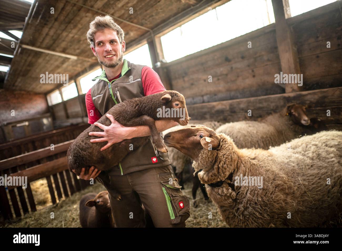 Holste, Germany. 27th Mar, 2025. Axel Duensing with his sheep in the ...