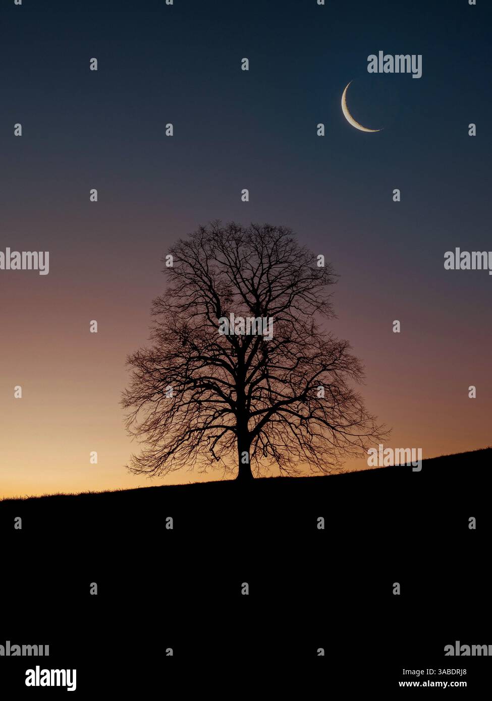 Crescent moon above silhouetted tree on hill at sunset, Pennsylvania ...
