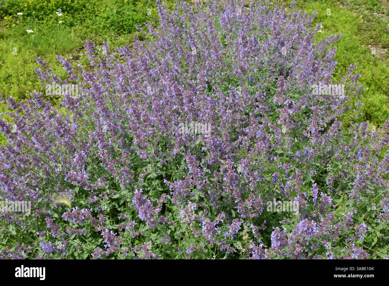Nepeta Racemosa or catnip - flowering plant used in a landscape design ...