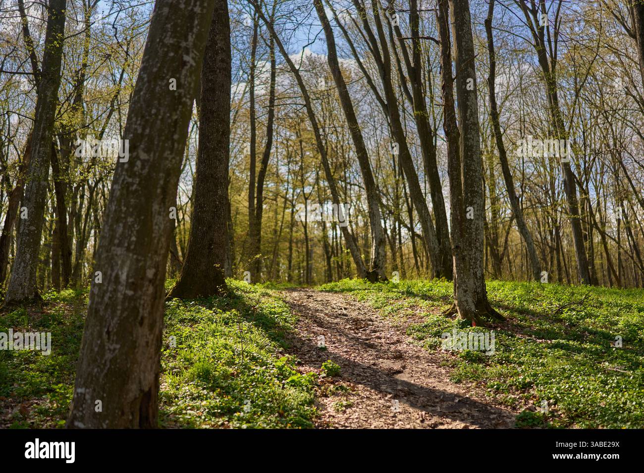 Winding forest path surrounded by tall trees and fresh spring growth ...