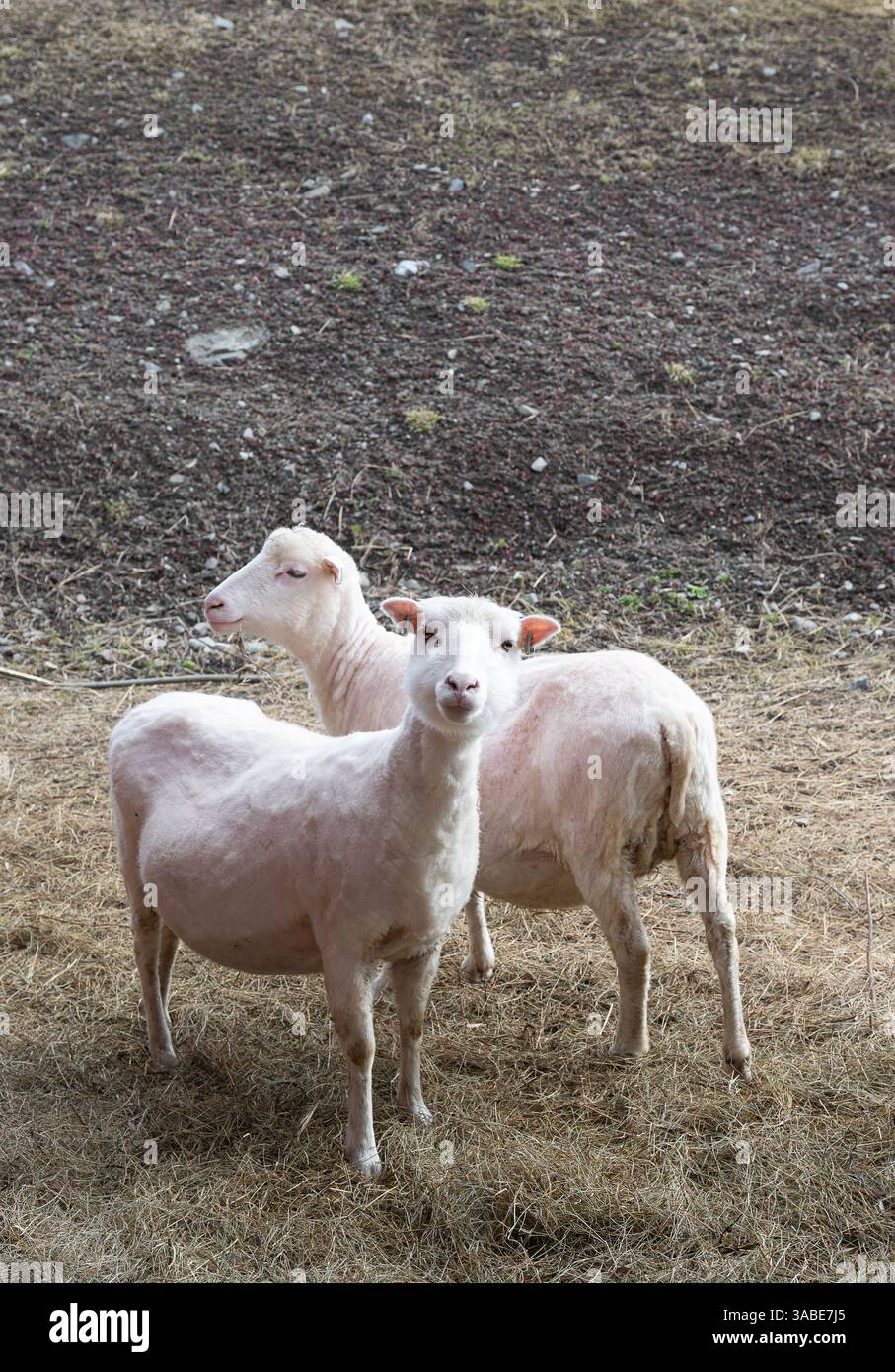 Pregnant ewes hi-res stock photography and images - Alamy