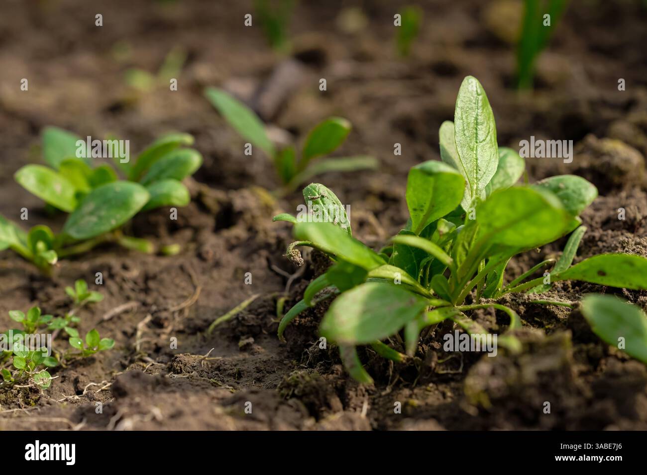 Spinach sowing. Soil sample. Care, watering, fertilizing. Home growing ...