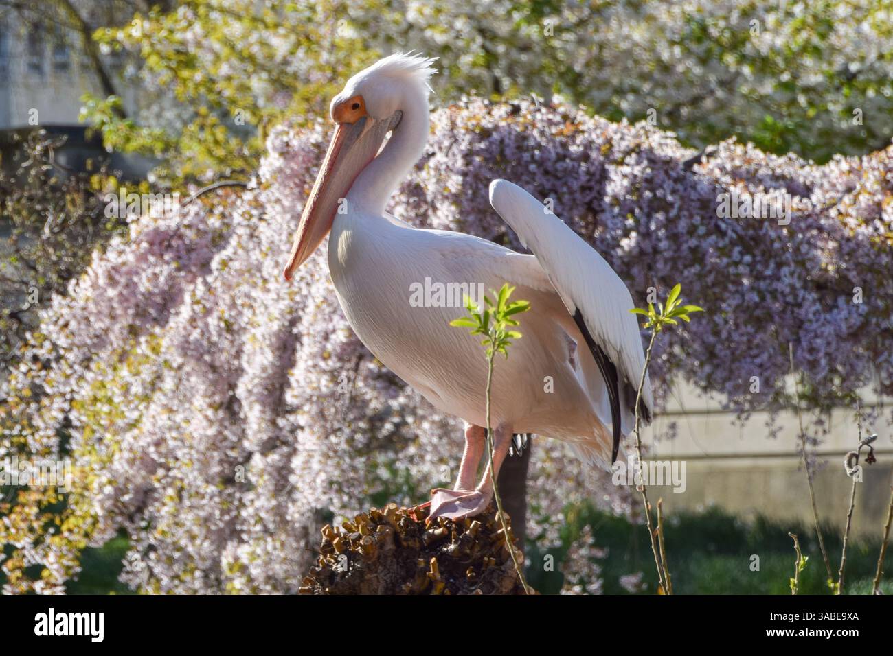 London, England, UK. 2nd Apr, 2025. A resident great white pelican ...