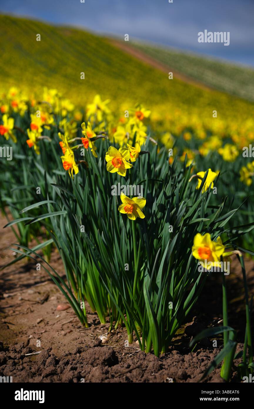 Montrose, Scotland, UK. 2nd April, 2025. A springtime scene of ...
