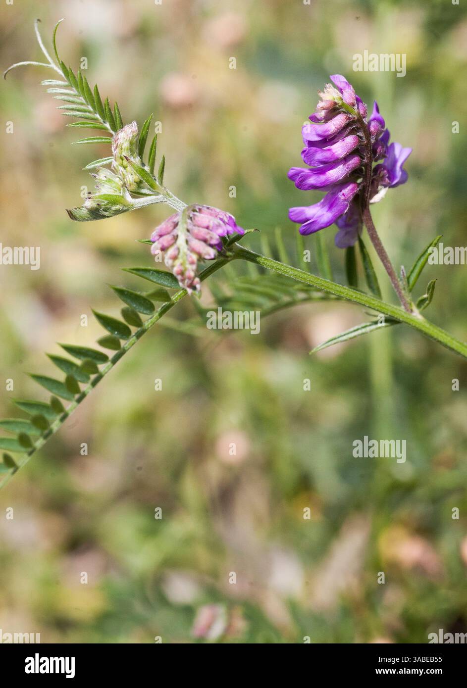 Kråkvicker Vicia cracca Tufted Vetch plant in pea family Stock Photo ...