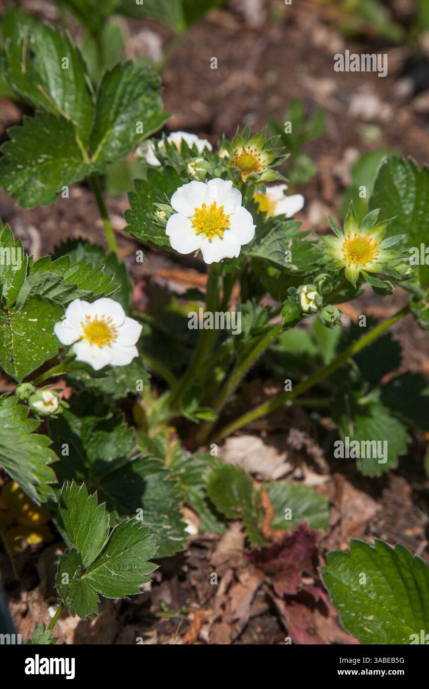 STRAWBERRY Fragaria x ananassa Flowering Stock Photo - Alamy