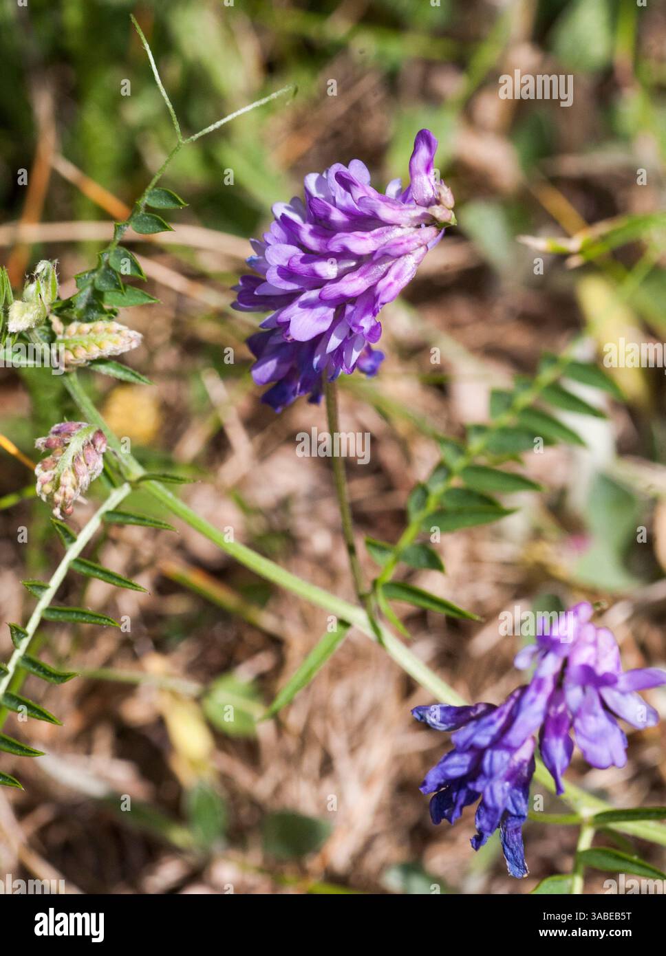 Kråkvicker Vicia cracca Tufted Vetch plant in pea family Stock Photo ...