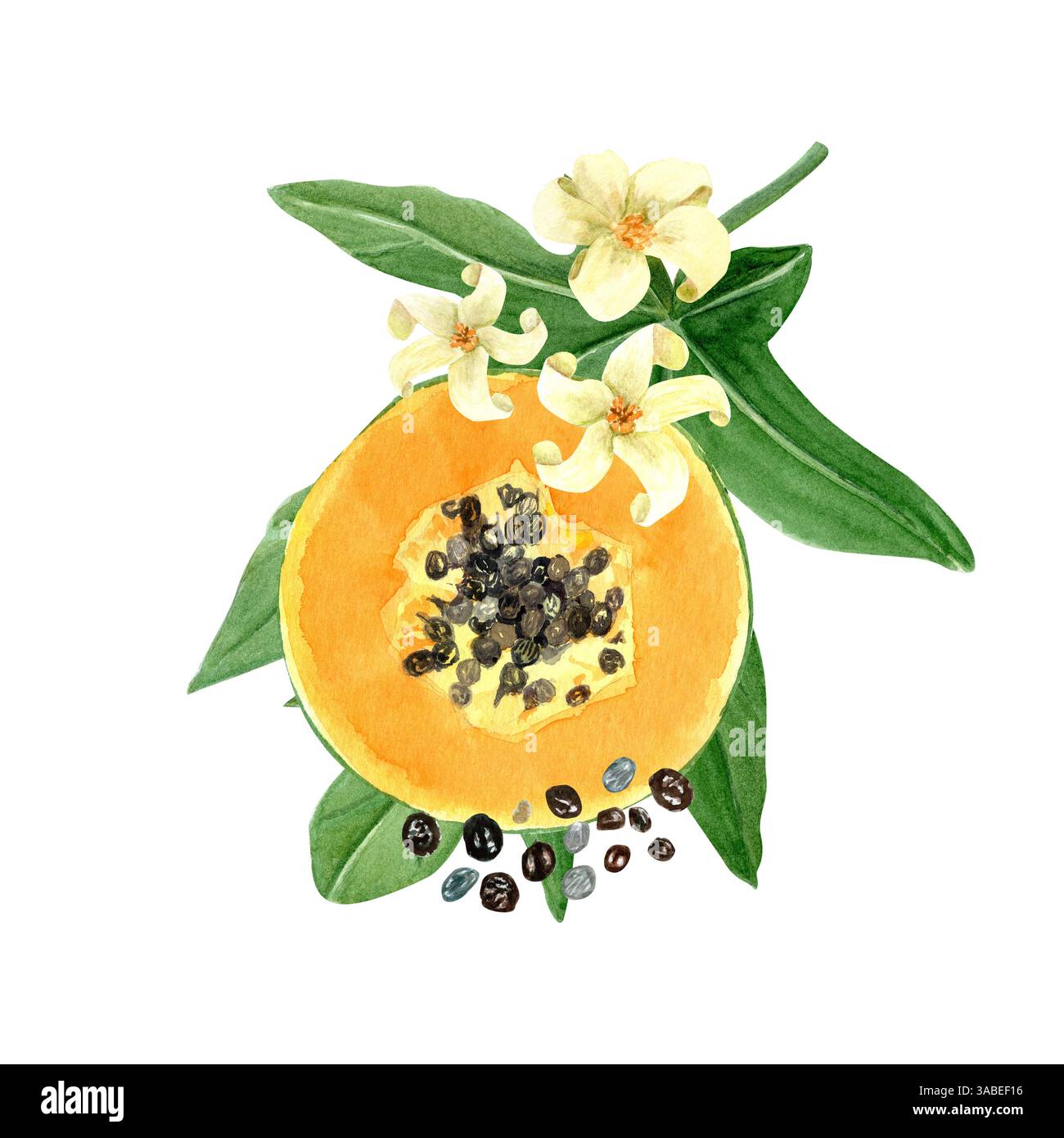 Papaya slice with seeds, leaf and flowers watercolor illustration ...