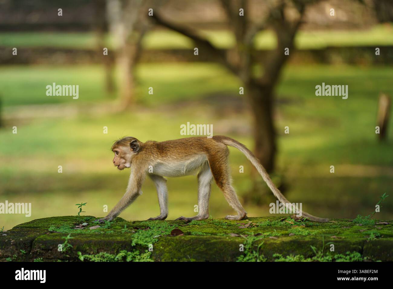 A toque macaque strolls across an ancient moss-covered wall in ...