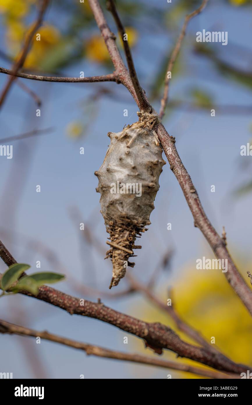 Cocoon of a moth hi-res stock photography and images - Alamy