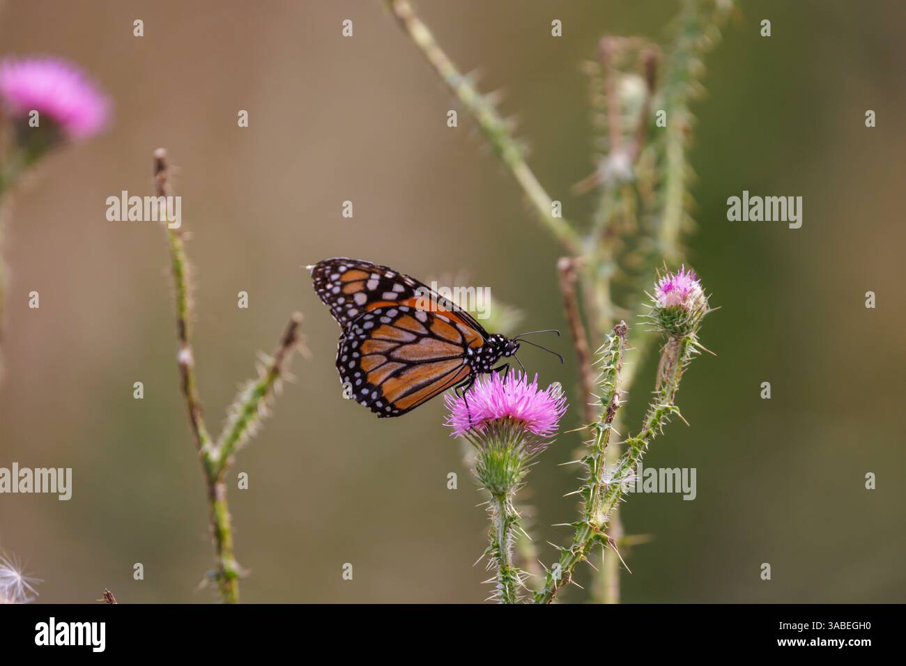 Southern Monarch butterfly (Danaus erippus) on a flower Stock Photo - Alamy