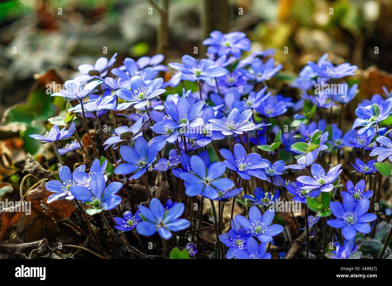 The wild beauty of spring: hepatica blossoms glowing in a sunlit meadow ...