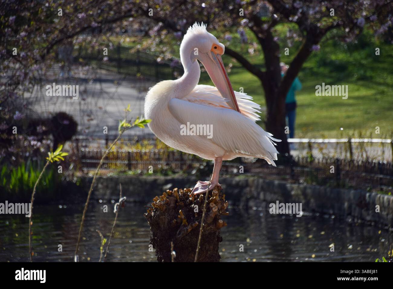 London, UK. 2nd April 2025. A resident great white pelican preens in ...