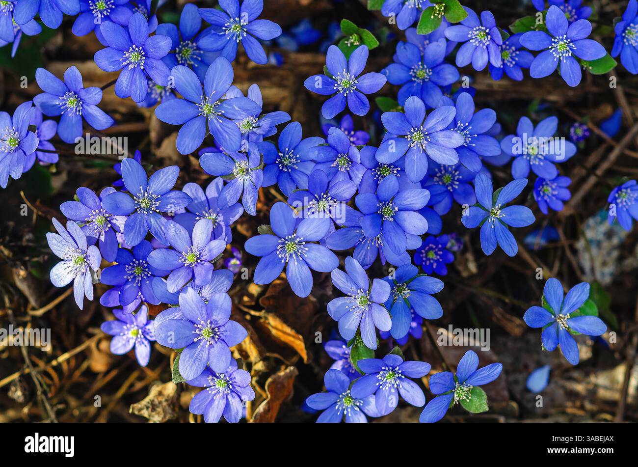 Wild beauty of spring: hepatica blossoms glowing in a sunlit meadow ...