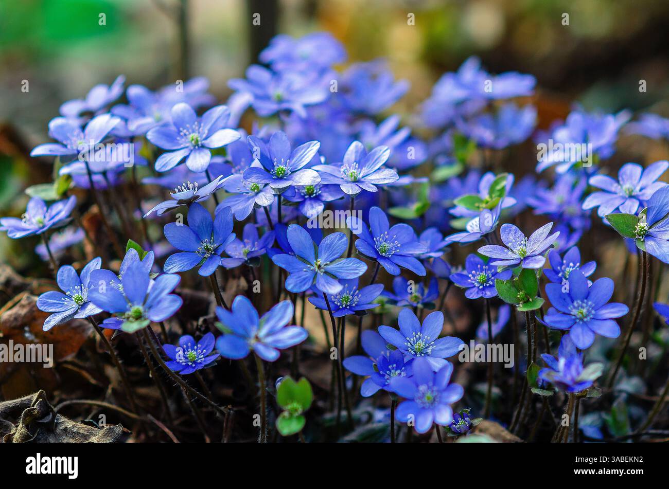 Perennial blue marvels: hepatica blossoms illuminating the forest floor ...