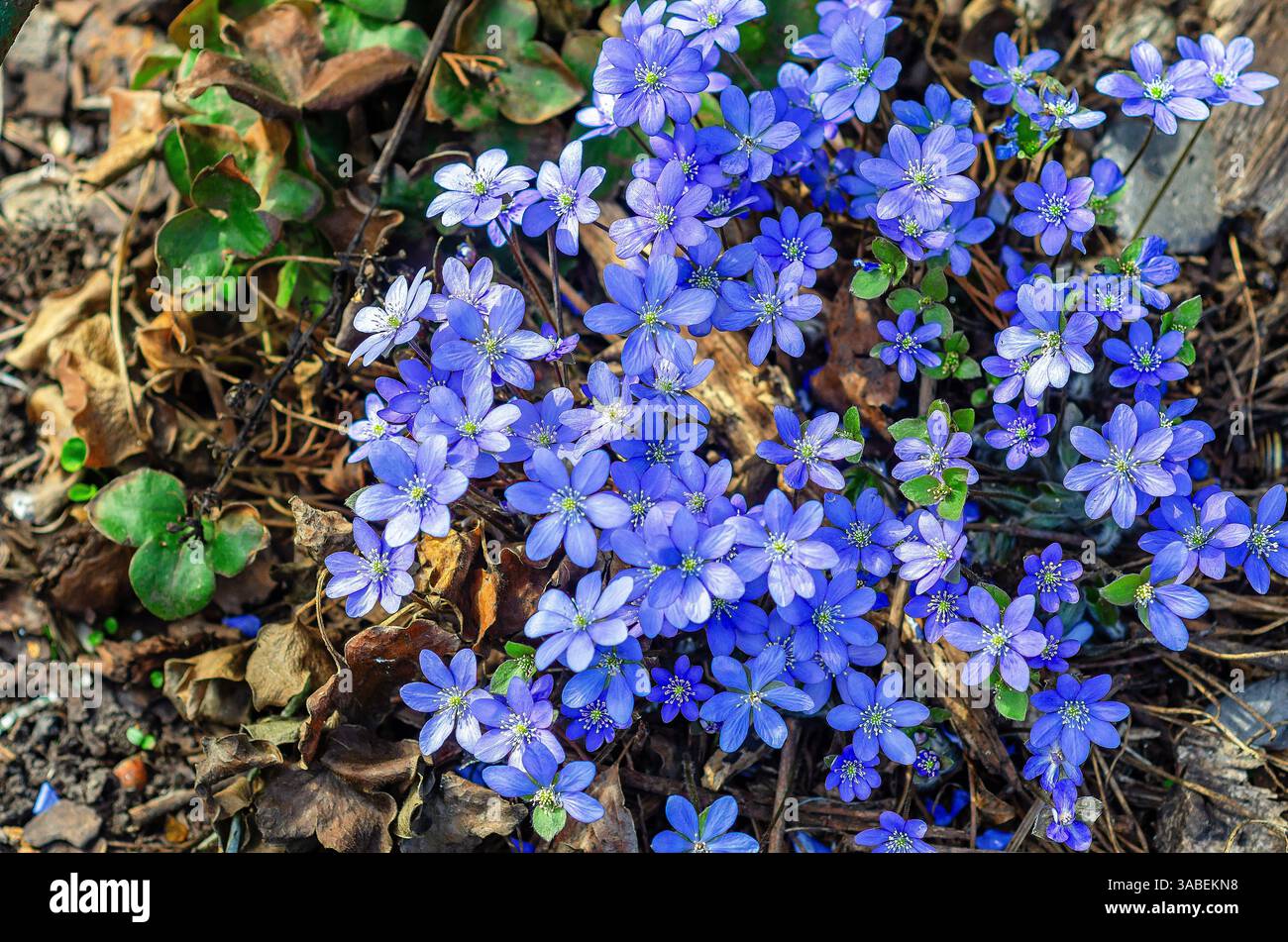 Blue petals: hepatica blossoms dancing in the wind, celebrating the ...