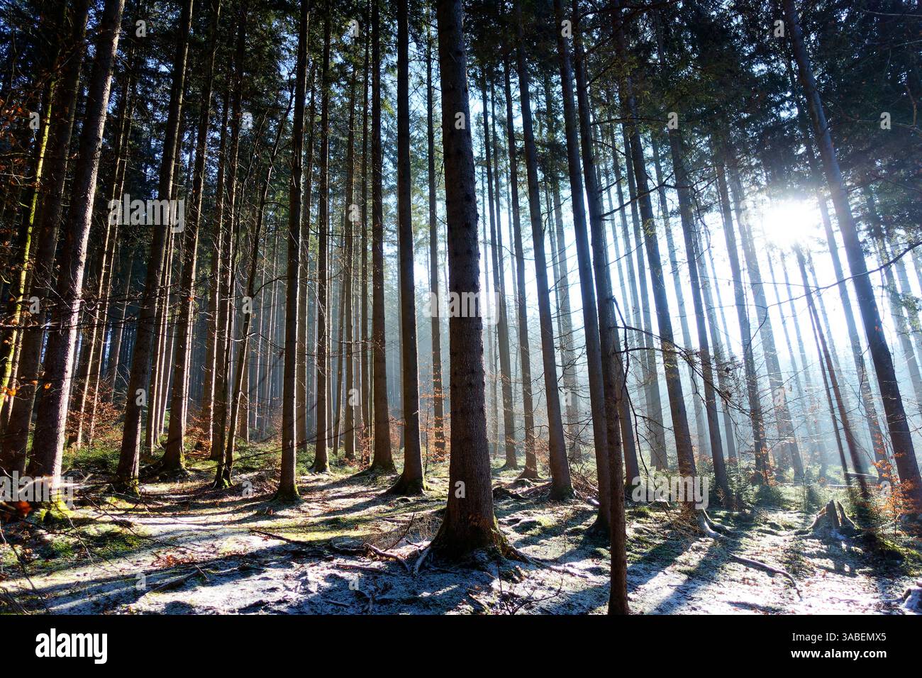 A view along a path in the forest with a wintry atmosphere. Blue sky ...