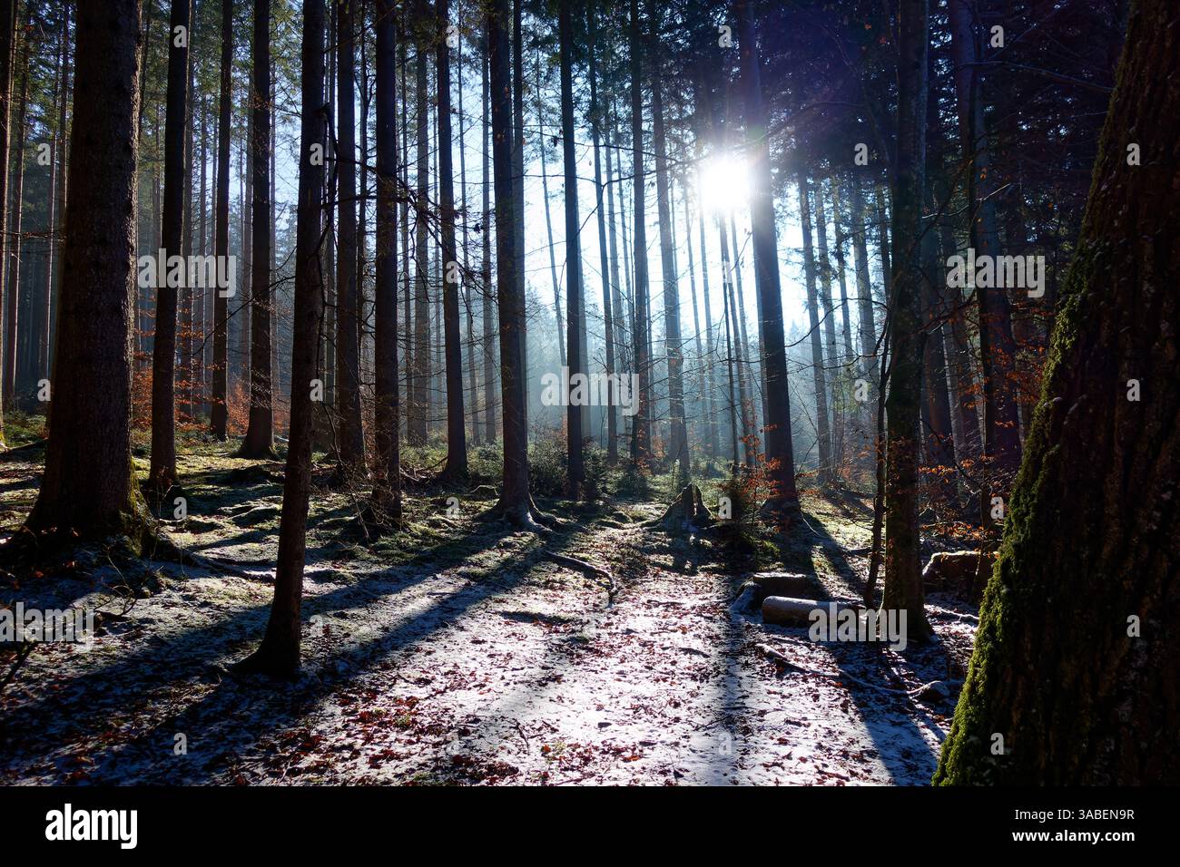 A view along a path in the forest with a wintry atmosphere. Blue sky ...