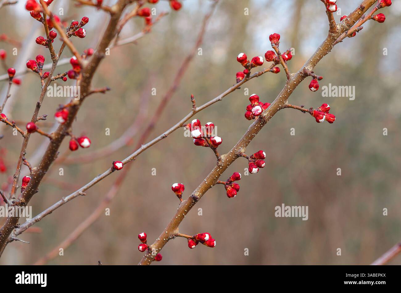 Seasonal transformation: tree buds blossoming into delicate flowers in ...