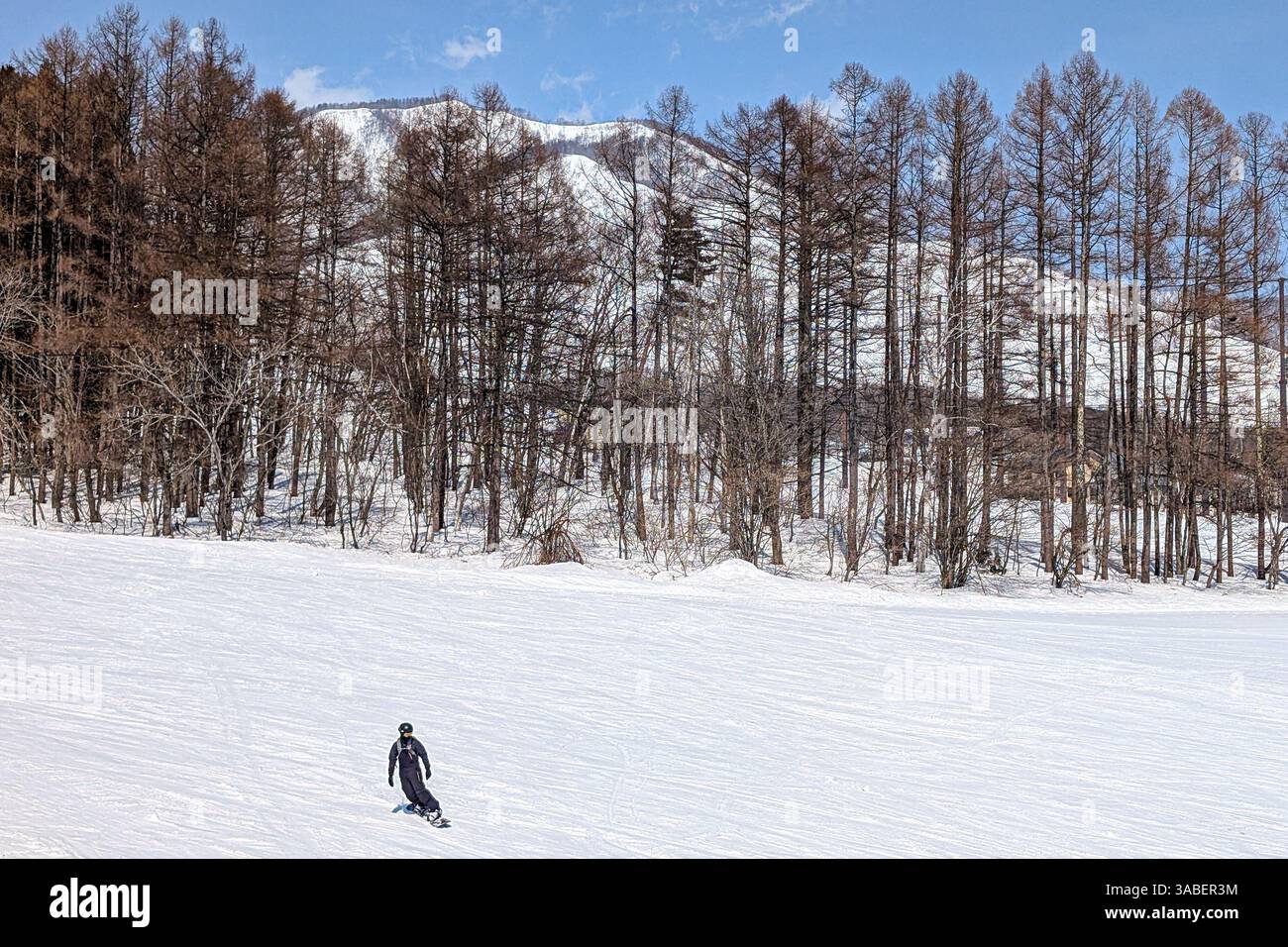 Snowboarder on a gentle ski slope at Hakuba in Nagano, Japan Stock ...