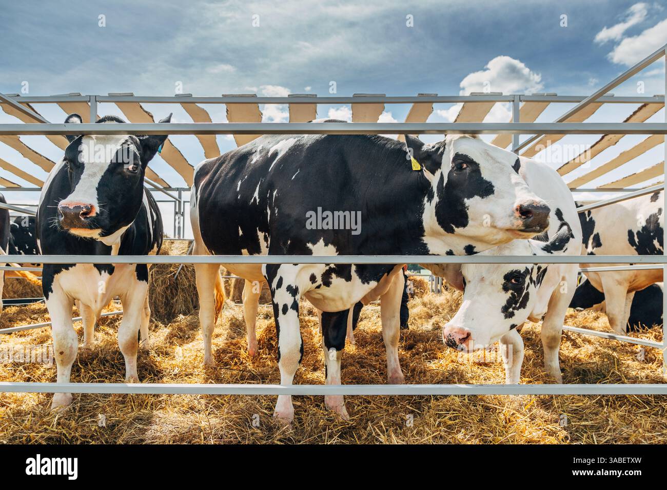 Holstein cow female calf hi-res stock photography and images - Alamy