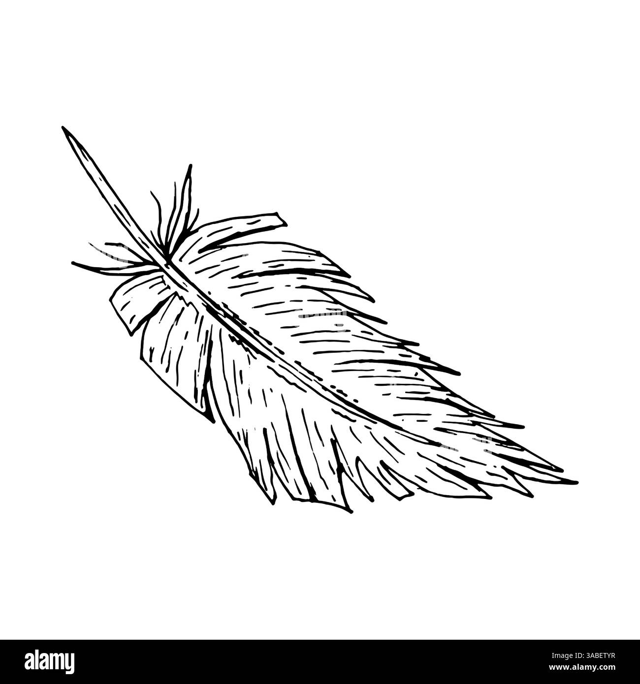 Hand drawn feather illustration in ink lineart style. Monochrome ...