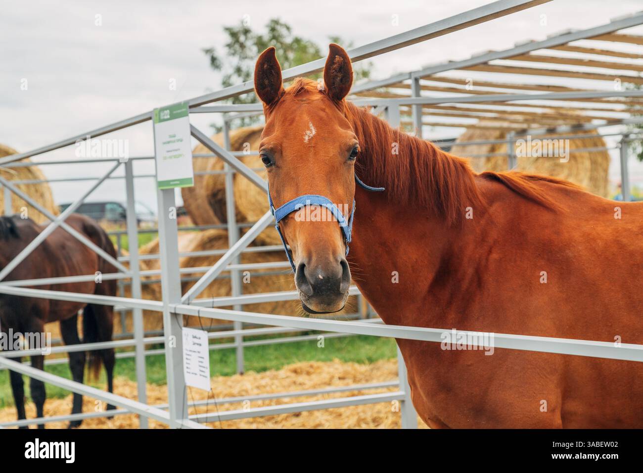 Portraits of Arabian stallions. Horses in a stall Stock Photo - Alamy