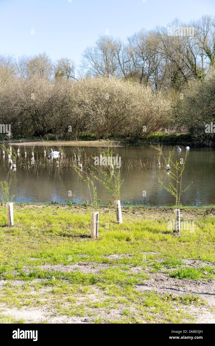 Newly planted trees next to a small lake Stock Photo - Alamy
