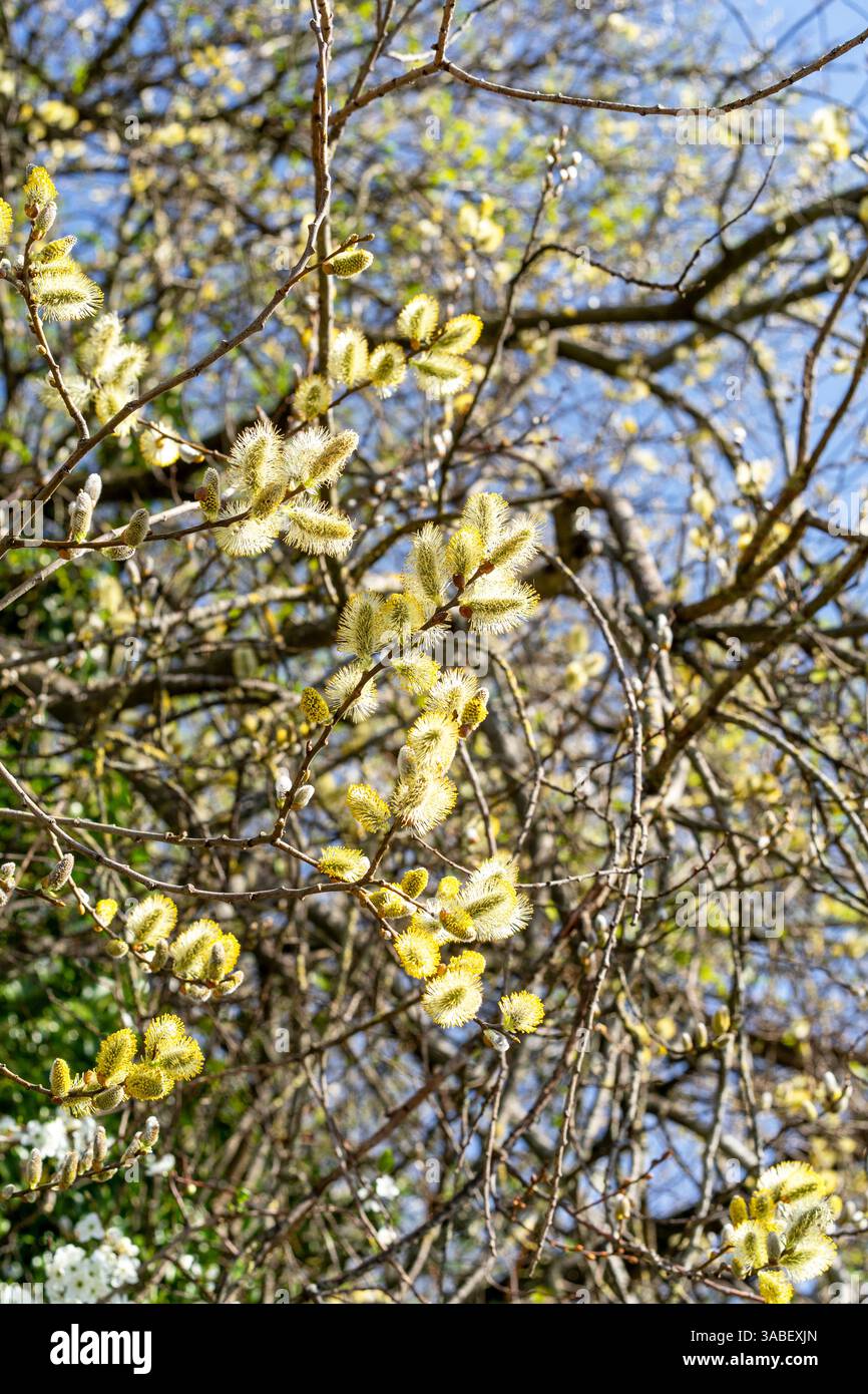 Goat Willow Salix caprea flowers Stock Photo - Alamy