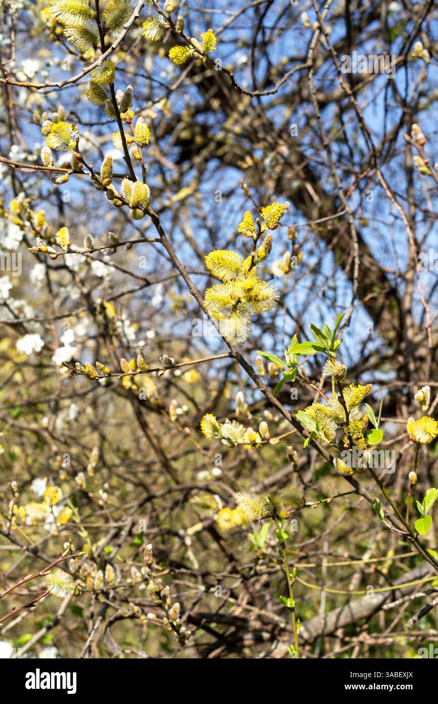 Goat Willow Salix caprea flowers Stock Photo - Alamy
