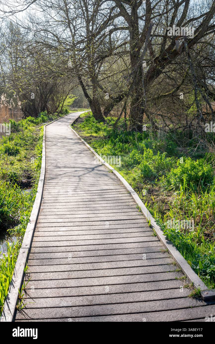 Boardwalk walkway trees hi-res stock photography and images - Alamy