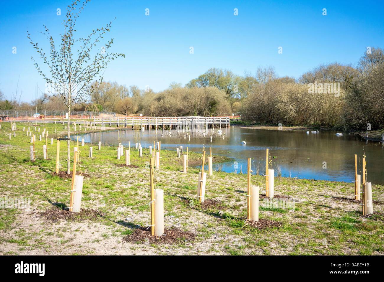 Newly planted trees next to a small lake Stock Photo - Alamy