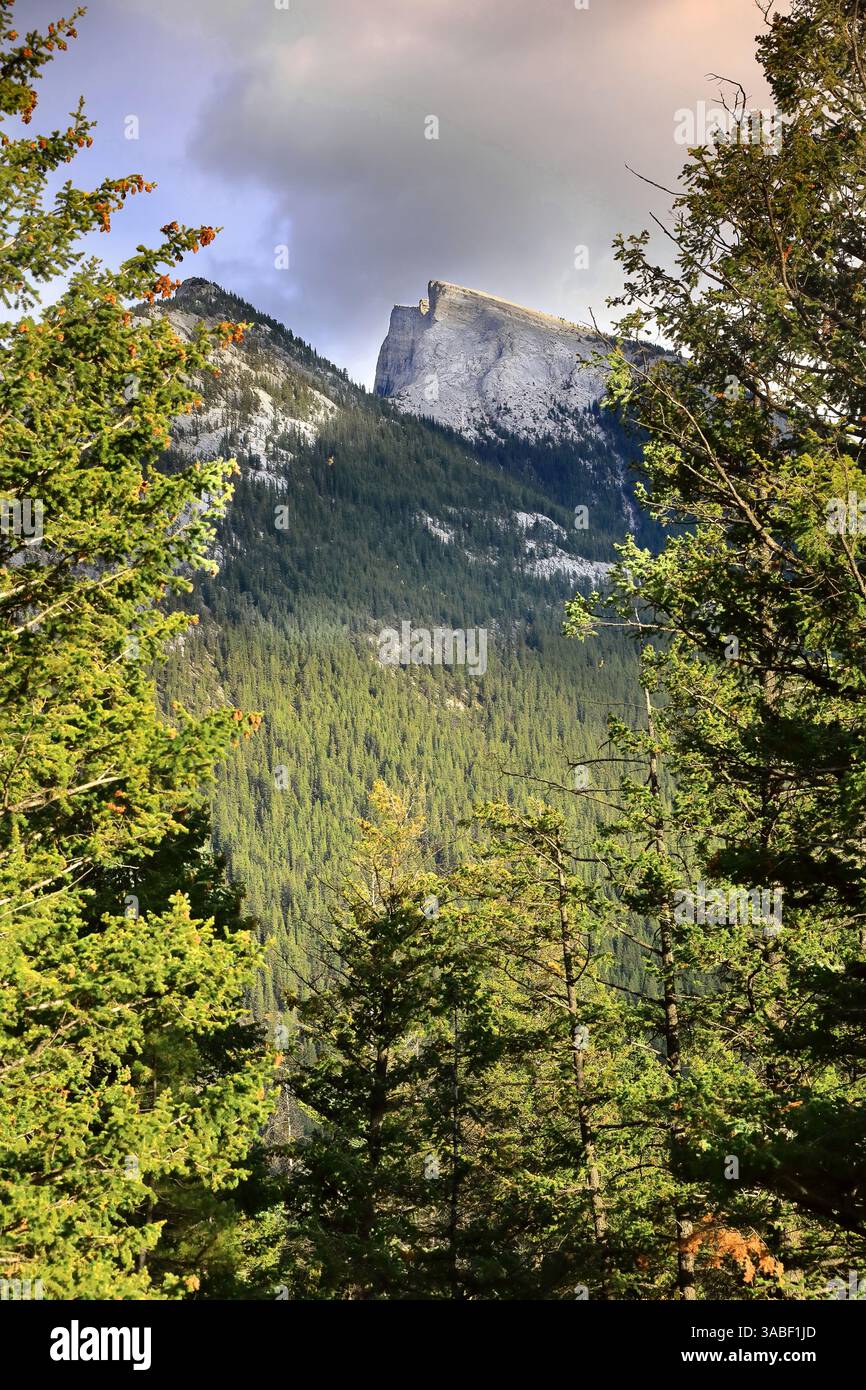 087 Northwesternmost peaks of Mount Rundle Range seen through conifer ...