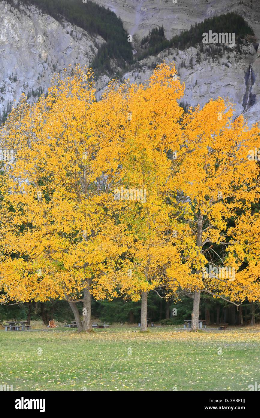 Populus balsamifera hi-res stock photography and images - Alamy