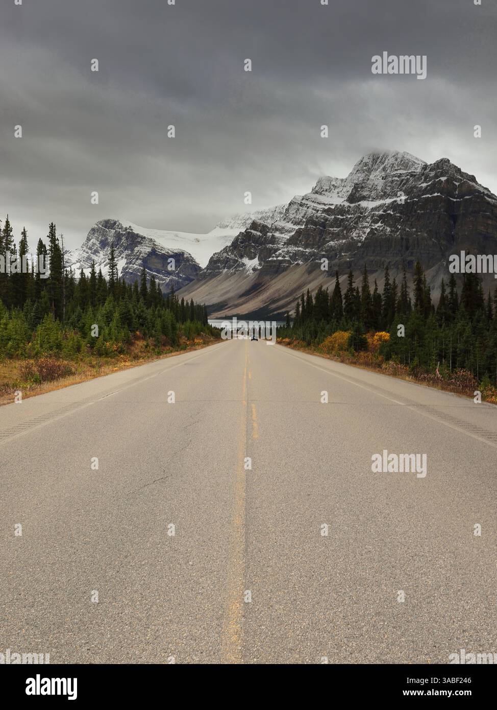 099 The Icefields Parkway running southeastward through conifer rows ...