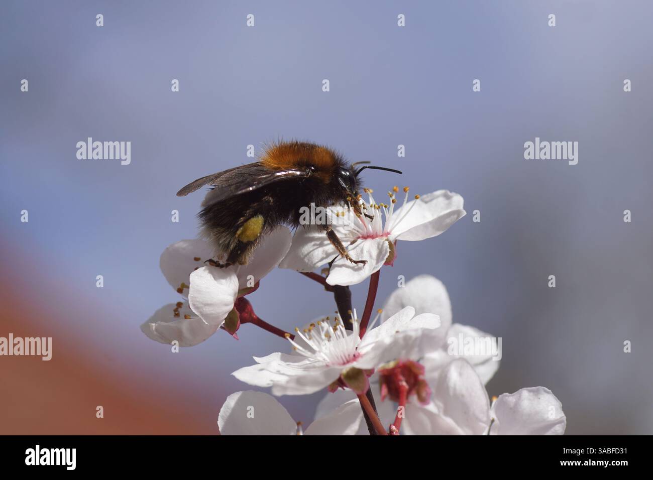 Close up Tree bumblebee or new garden bumblebee (Bombus hypnorum) on ...