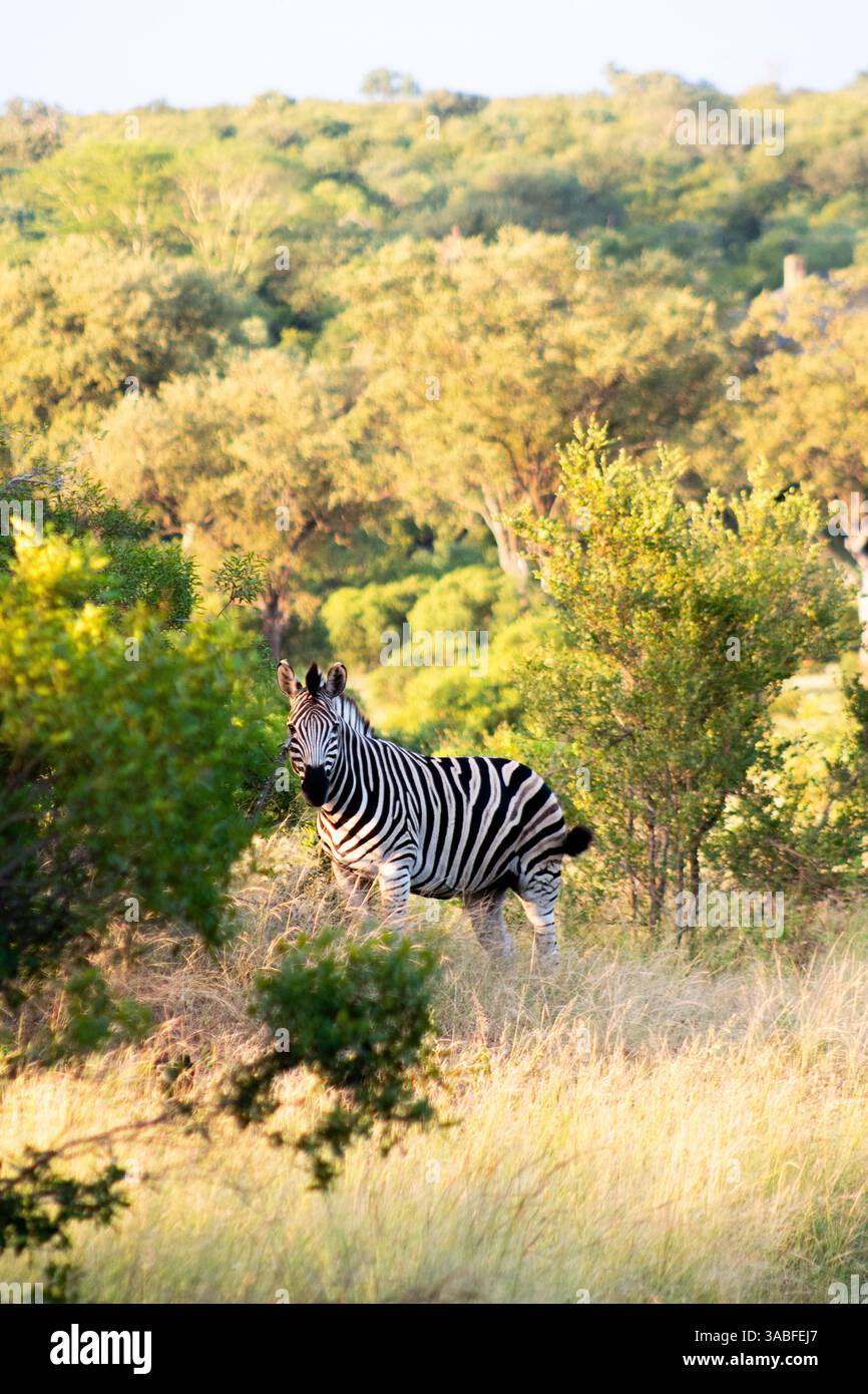 Wild and free hi-res stock photography and images - Alamy