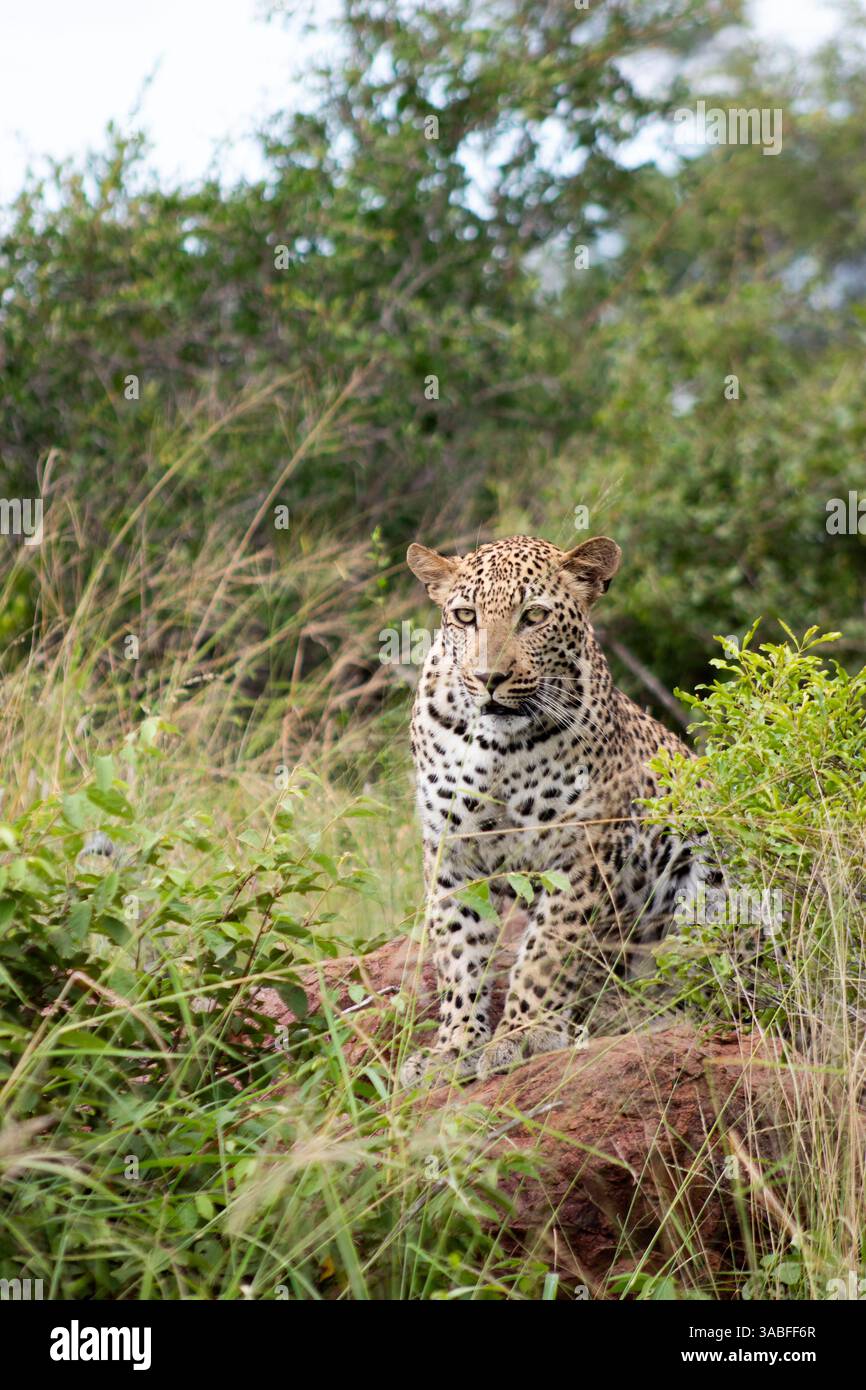 Beauty in the wild hi-res stock photography and images - Alamy