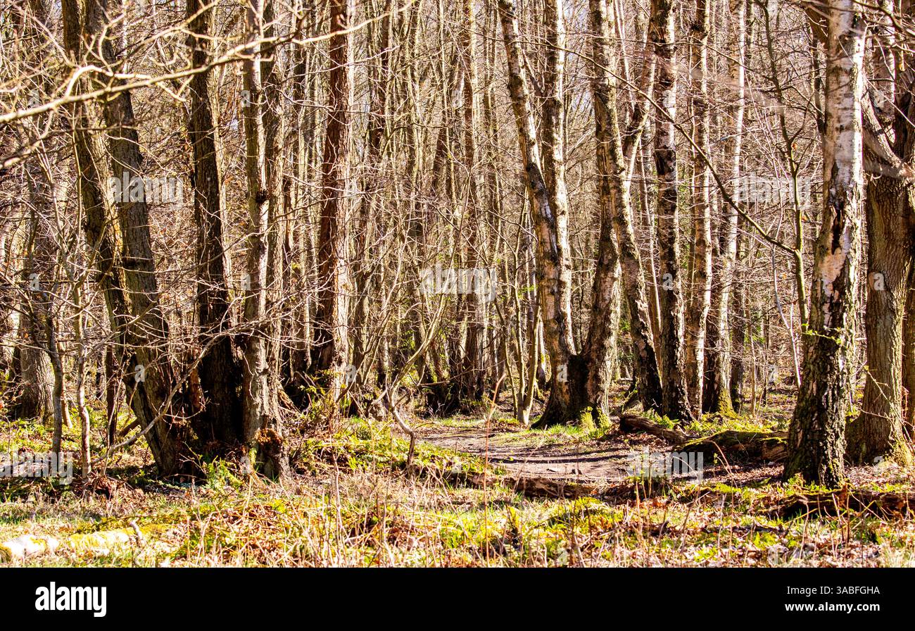 At Dundee Clatto Woods the spring sunlight reveals unusual tree ...