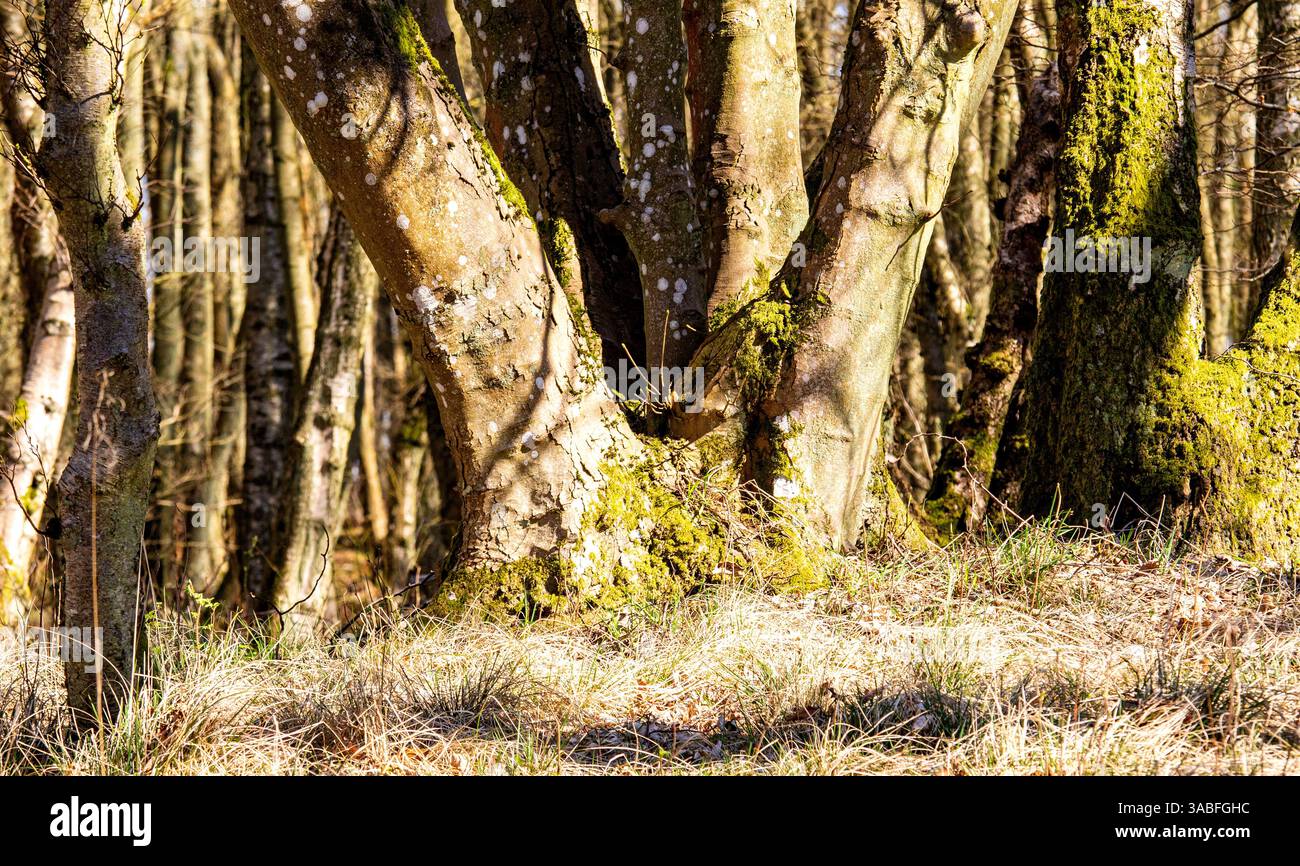 At Dundee Clatto Woods the spring sunlight reveals unusual tree ...