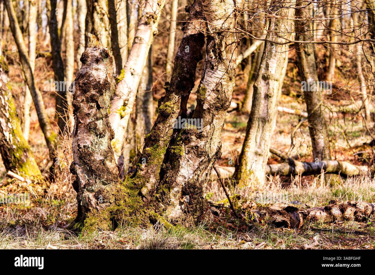 At Dundee Clatto Woods the spring sunlight reveals unusual tree ...