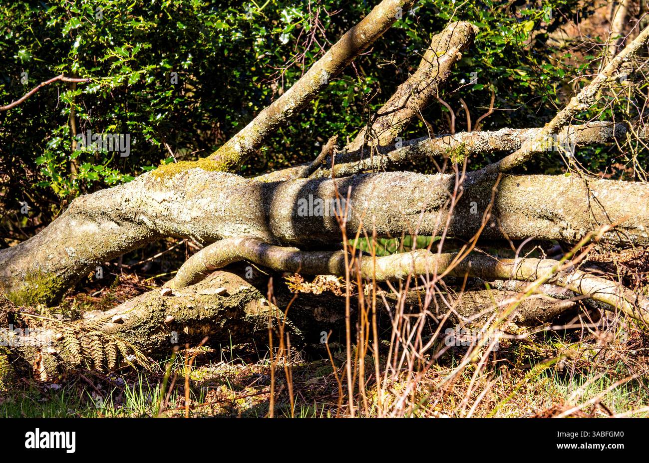 At Dundee Clatto Woods the spring sunlight reveals unusual tree ...