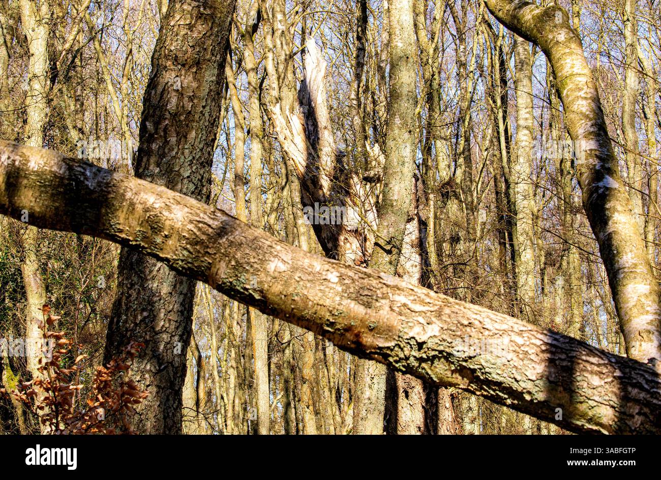 At Dundee Clatto Woods the spring sunlight reveals unusual tree ...