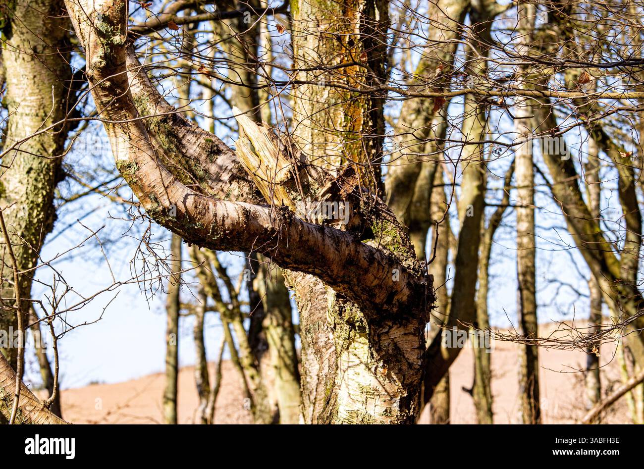 At Dundee Clatto Woods the spring sunlight reveals unusual tree ...