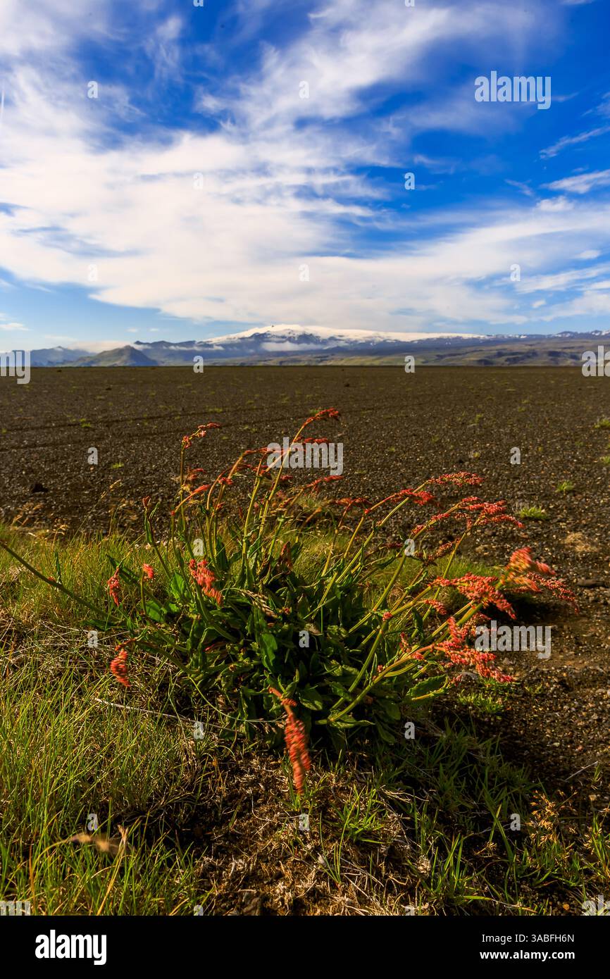 Flowering plant with a mountain range in the distance, Skaftafell ...
