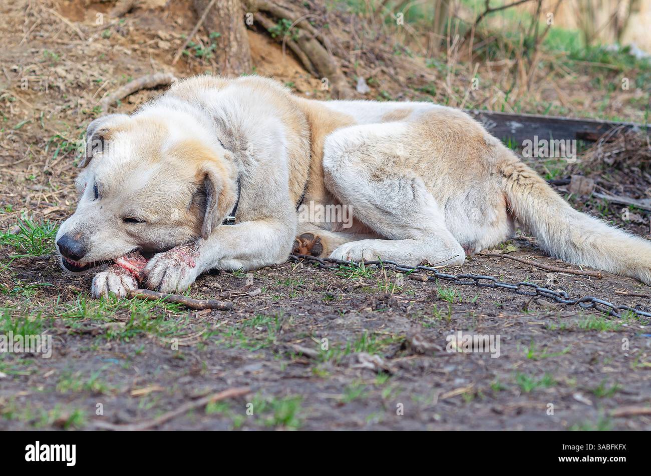 Dog chewing bone outdoors in ground Stock Photo - Alamy