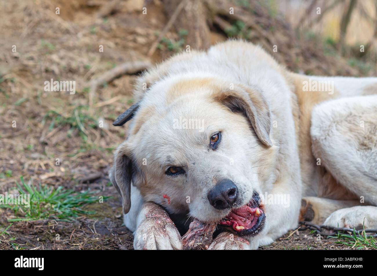 Furry pet chewing treat in wild forest with natural earthy tones Stock ...