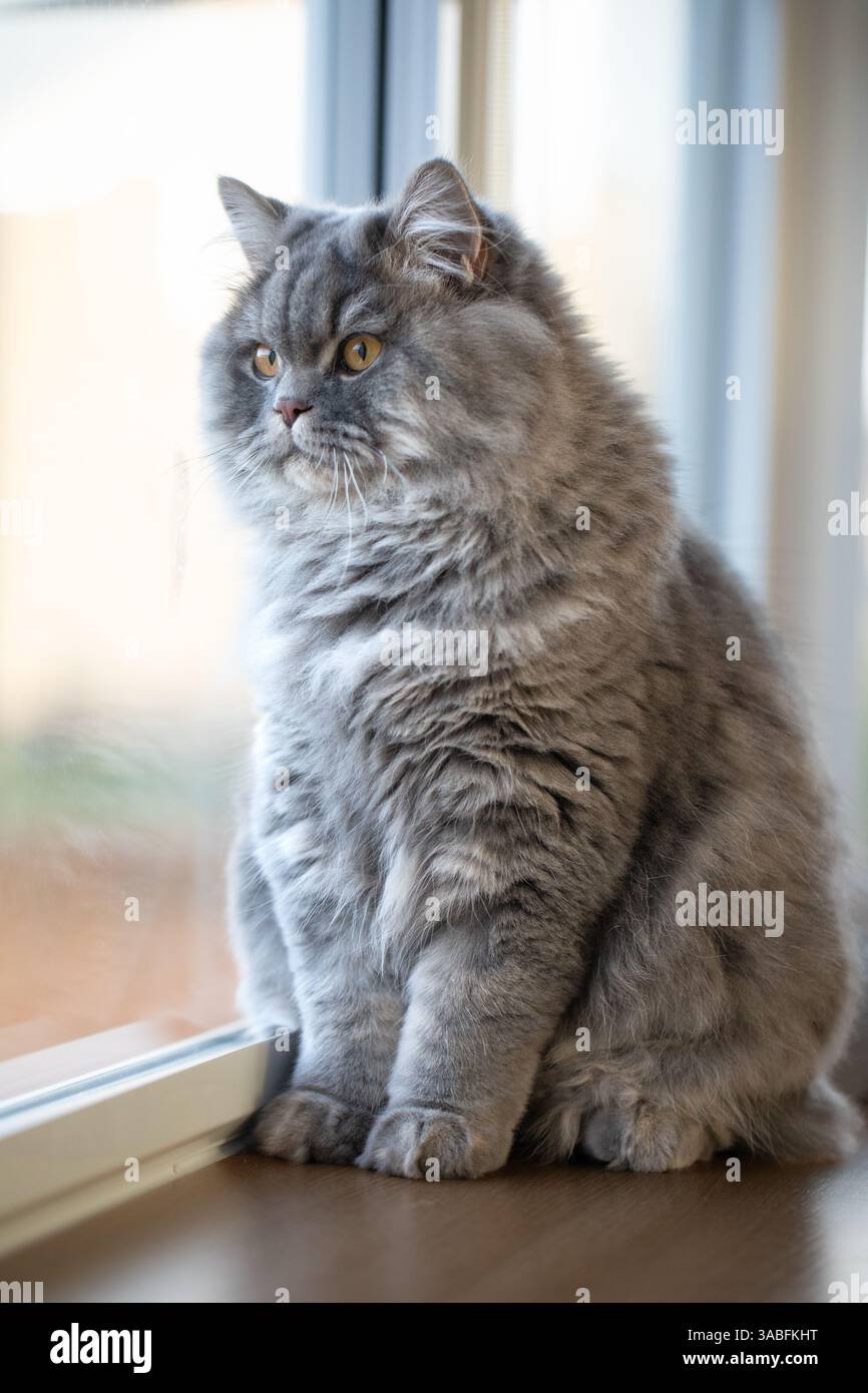 Portrait of a fluffy grey British Longhair kitten sitting on a window sill looking out of the ...
