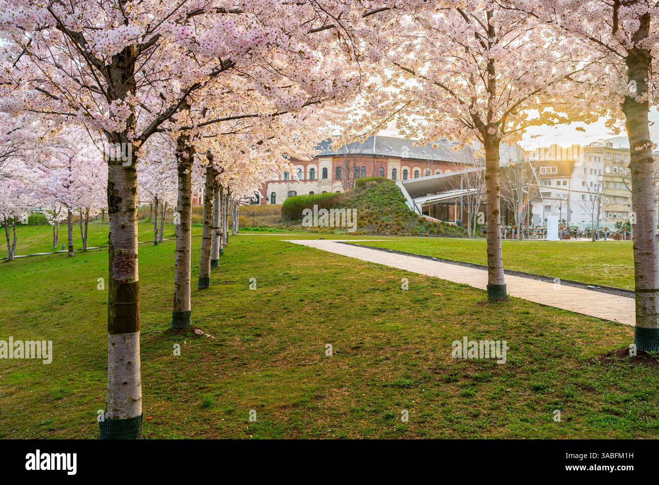 Blooming Japanese cherry trees at the Millenary Public Park in Budapest ...